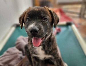 Spay and Neuter Program | United Animal Friends