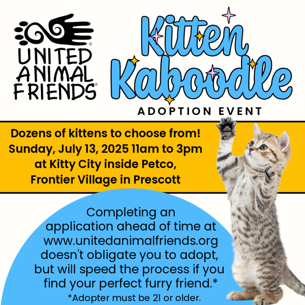 Kitten Kaboodle Adoption Event | United Animal Friends